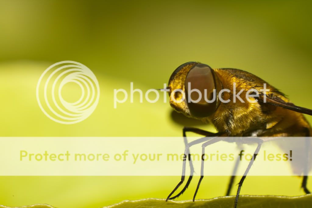 A bee or fly? - PentaxForums.com