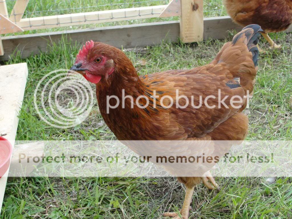 What do you think... are these Red Sussex hens??? *Lots of Pics ...