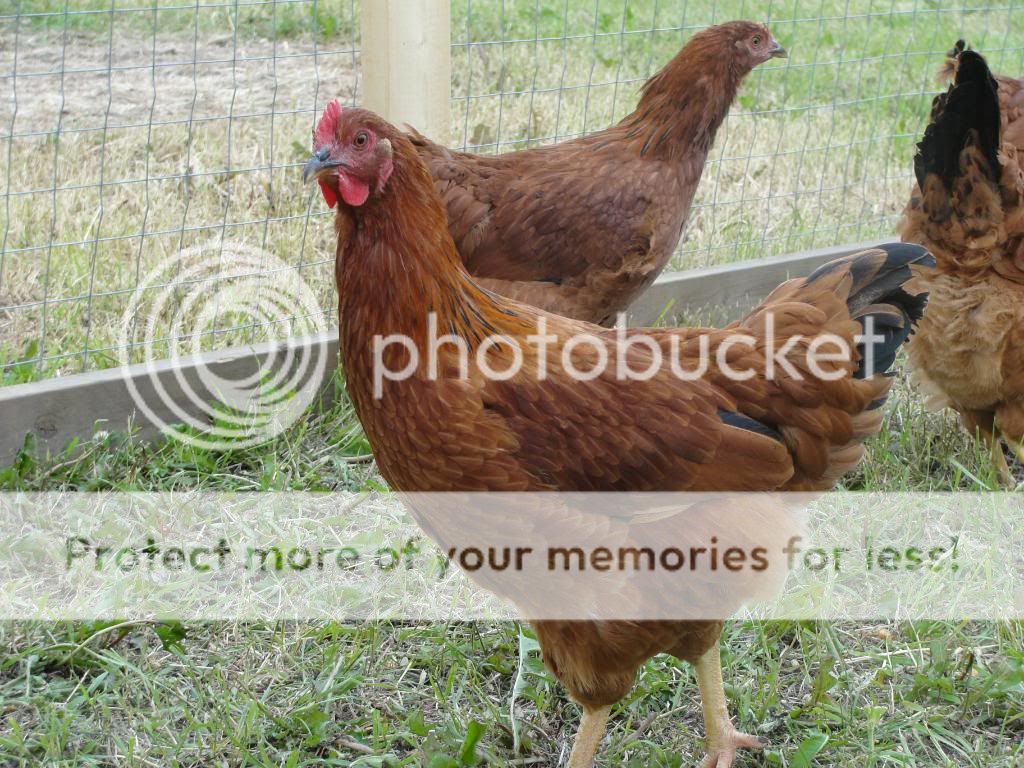 What do you think... are these Red Sussex hens??? *Lots of Pics ...