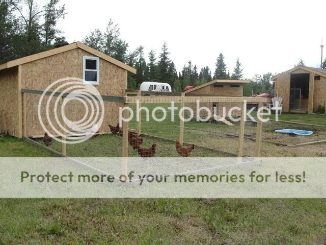 Jonny Anvil's.... "The Duck Hut" (still in progress) | BackYard ...