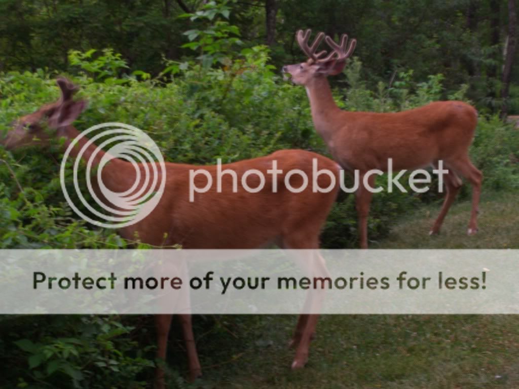 BIG Bucks in VA | Smith And Wesson Forums