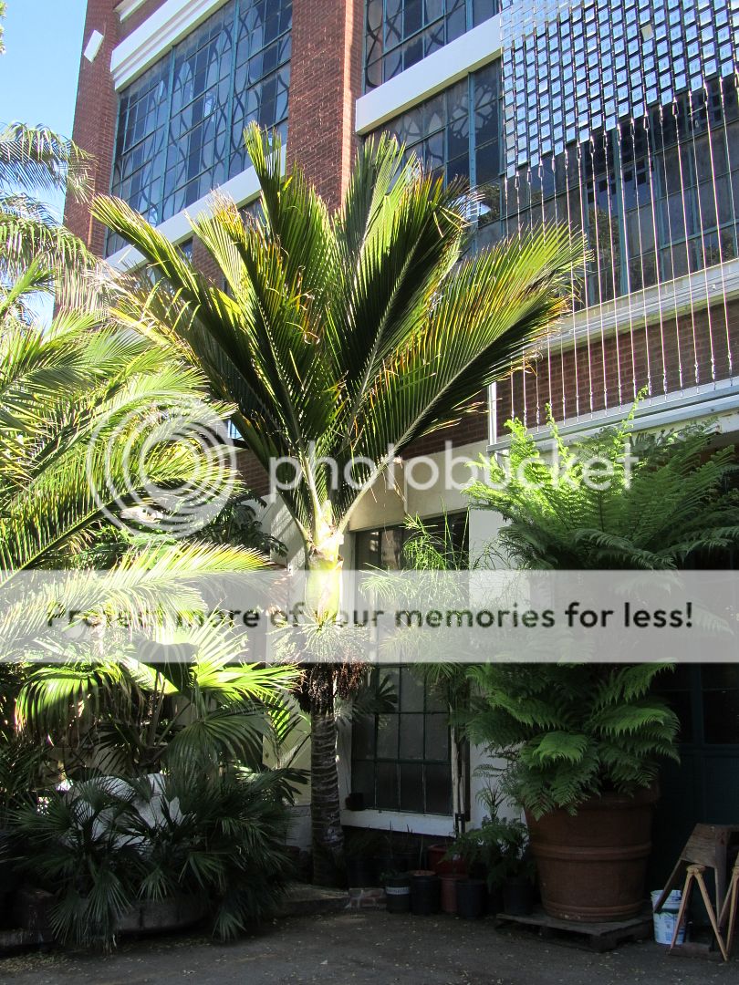 Project Artaud ( Benjy palm collection ) San Francisco - DISCUSSING ...