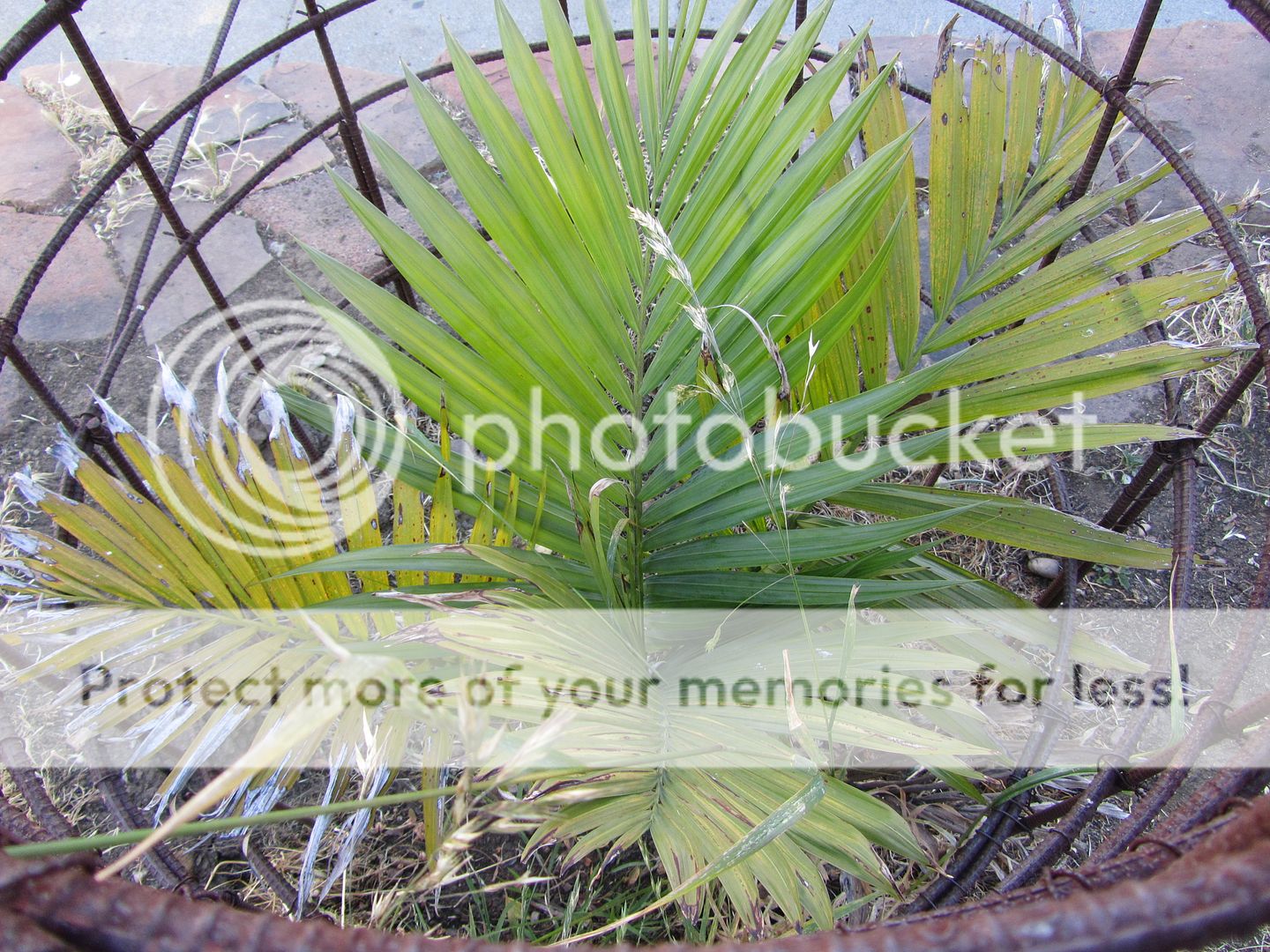 Project Artaud ( Benjy palm collection ) San Francisco - DISCUSSING ...