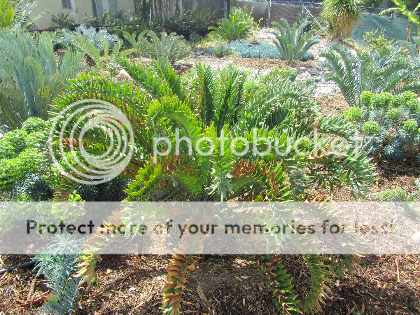 Palmzilla PRA- Braden De Jong palm /Cycad garden ! - DISCUSSING PALM ...