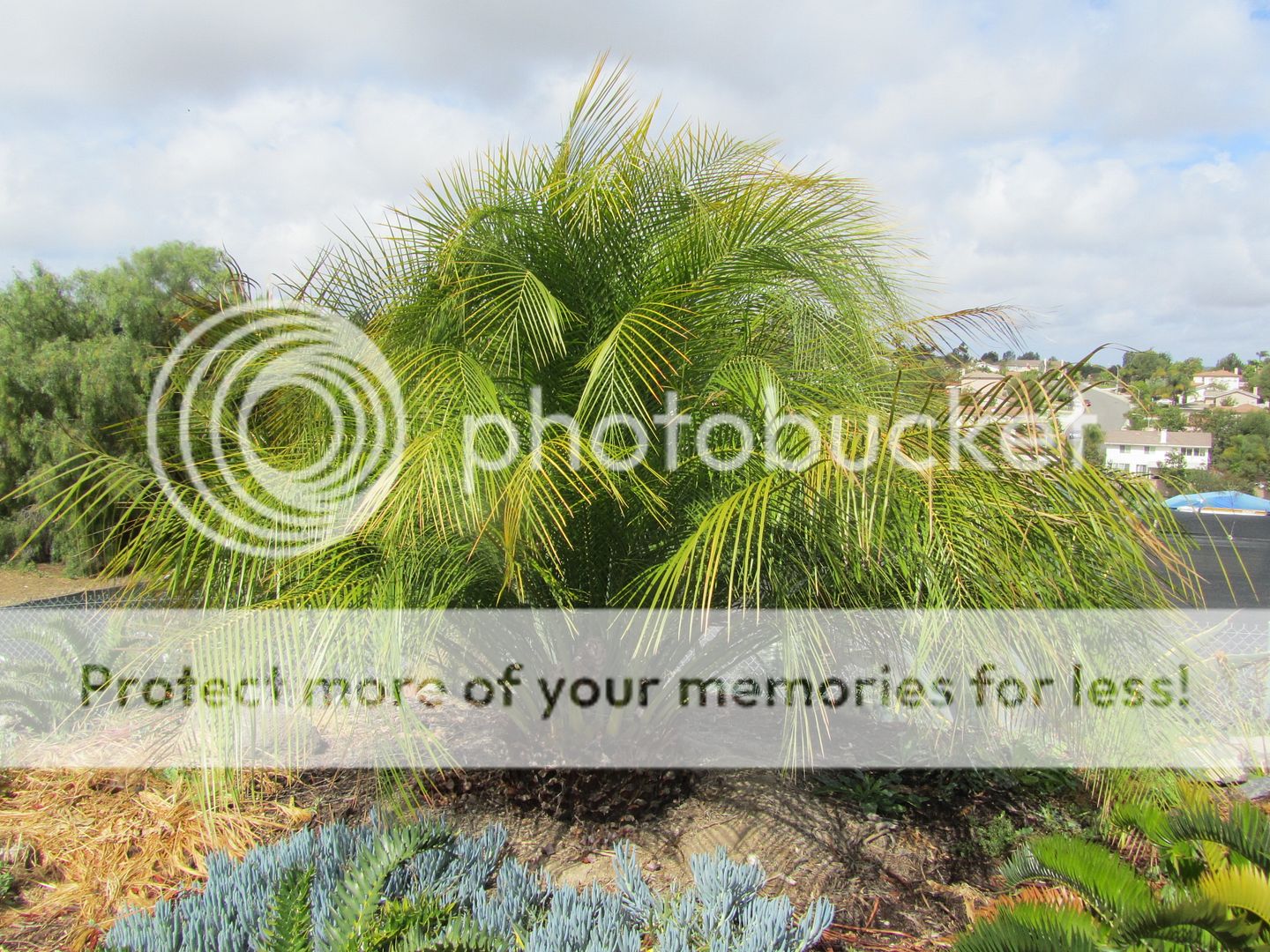 Palmzilla PRA- Braden De Jong palm /Cycad garden ! - DISCUSSING PALM ...