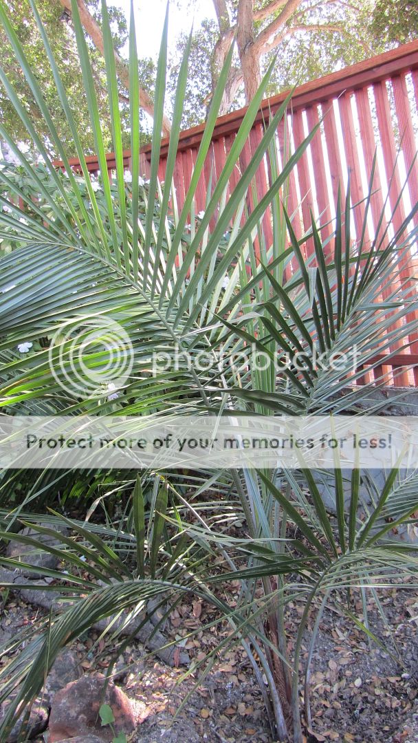 Axel & Richard Joeseph garden tour PRA Santa Cruz - DISCUSSING PALM ...