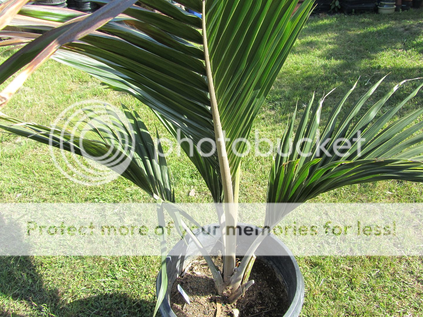 Axel & Richard Joeseph garden tour PRA Santa Cruz - DISCUSSING PALM ...