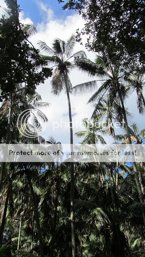 Lord Howe Island - Troy & Darold Petty's excellent adventure ...