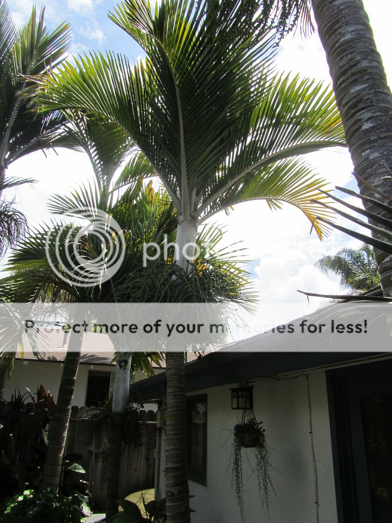 pogobobs "OLD " Garden revisited ,pogo,Palmcurry ,Troy PRA - DISCUSSING ...