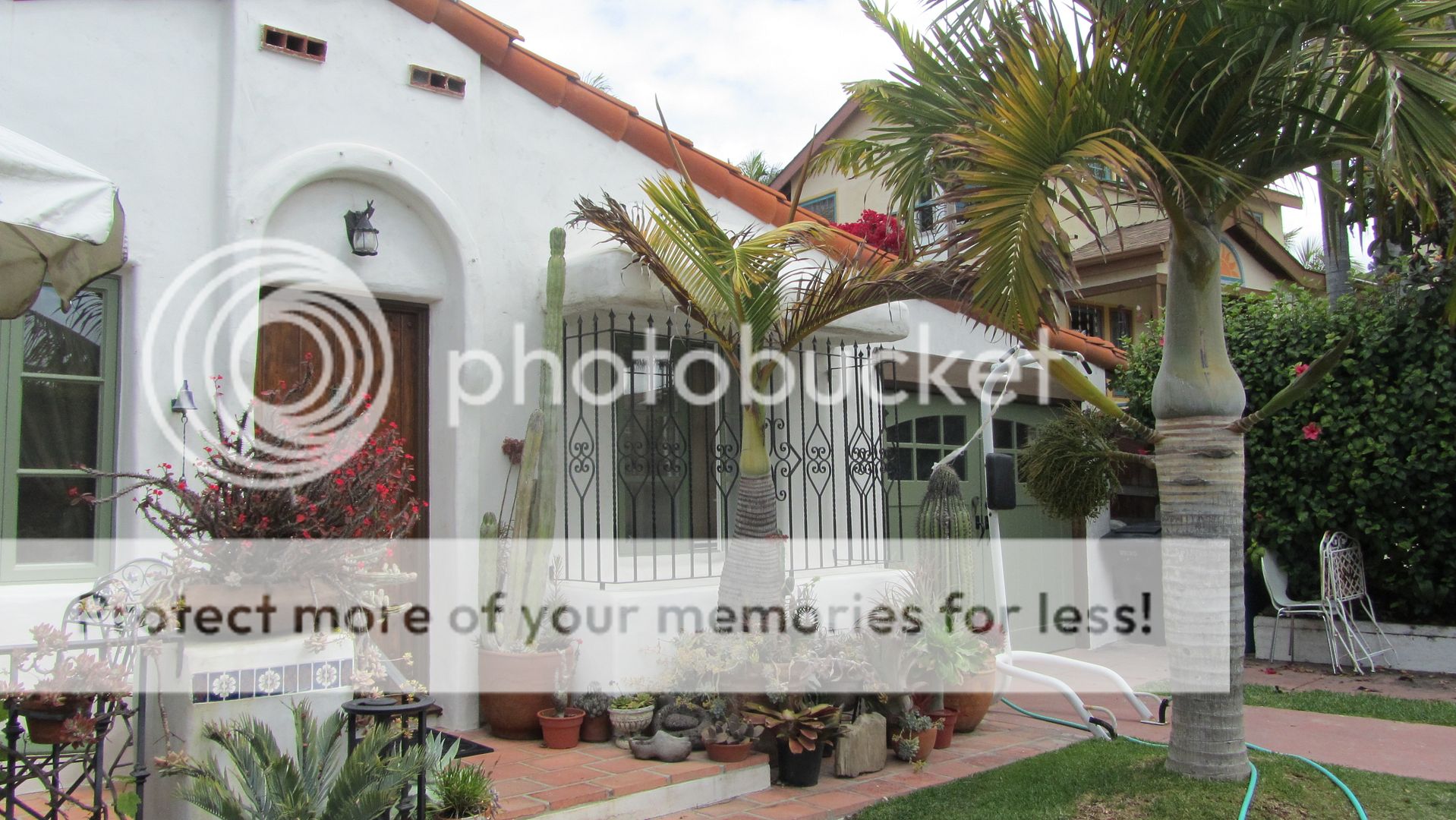 Rick Luna palm Collection -Troy & Pogobob PRA San Clemente - DISCUSSING ...