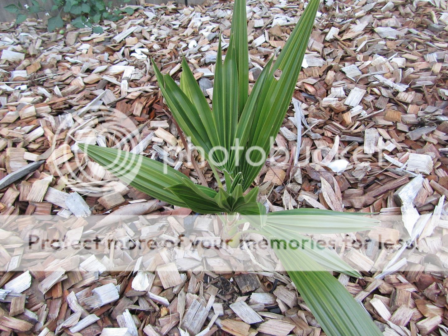 Part 2 Tassie Troy's garden - DISCUSSING PALM TREES WORLDWIDE - PalmTalk