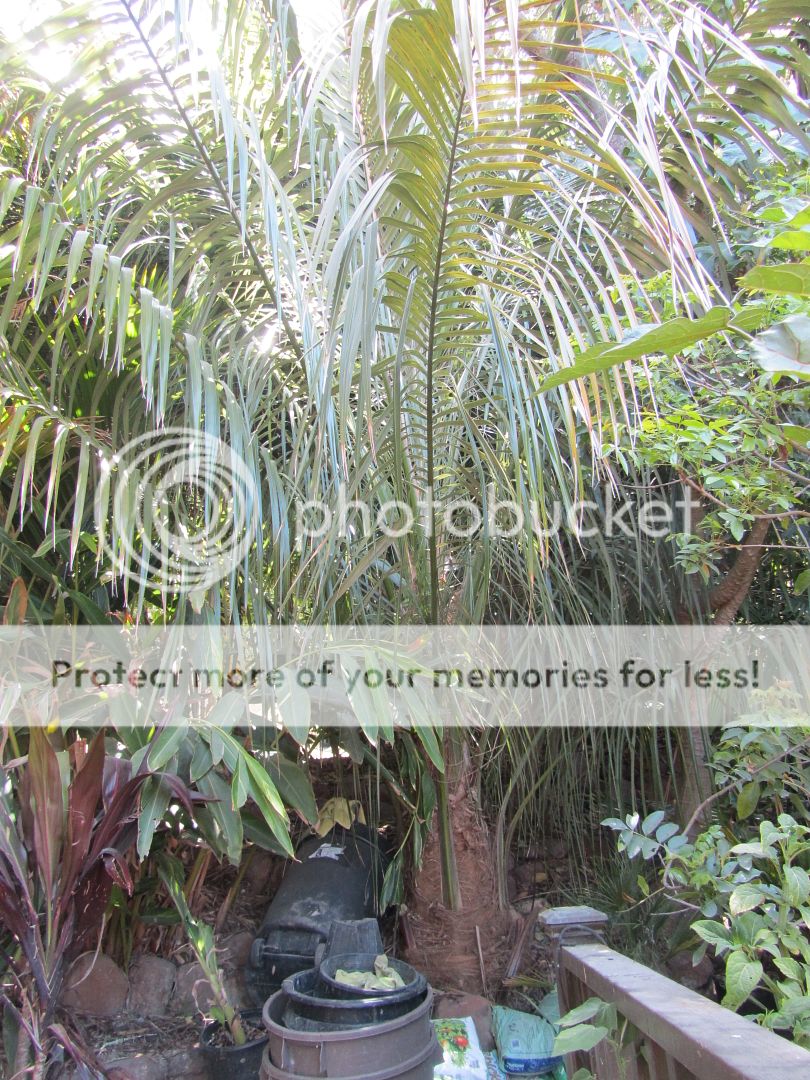 Axel & Richard Joeseph garden tour PRA Santa Cruz - DISCUSSING PALM ...