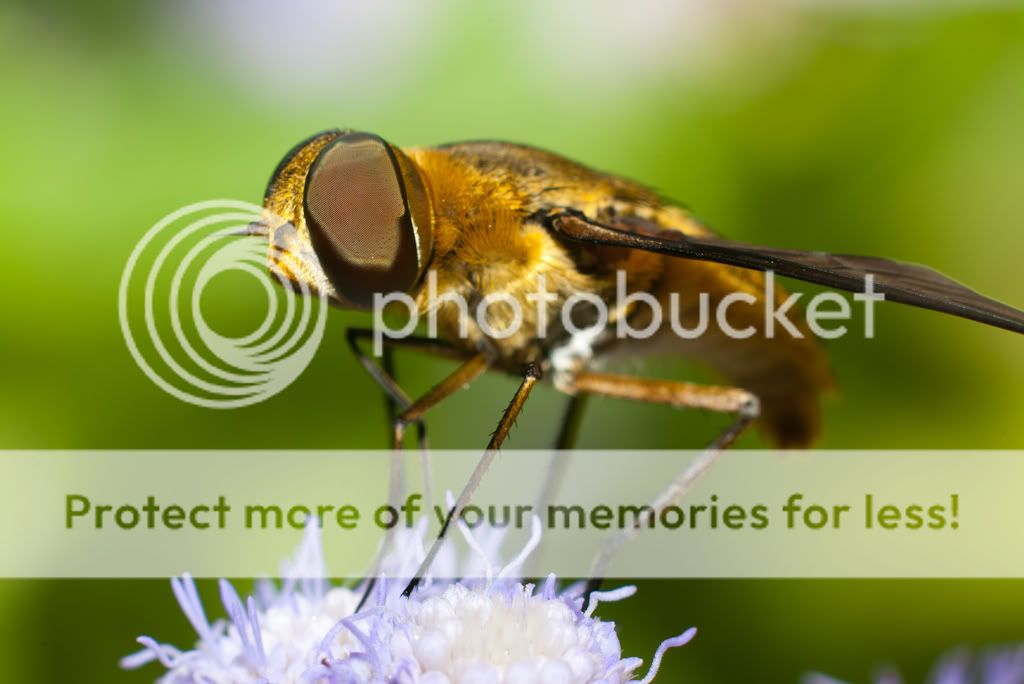 A bee or fly? - PentaxForums.com