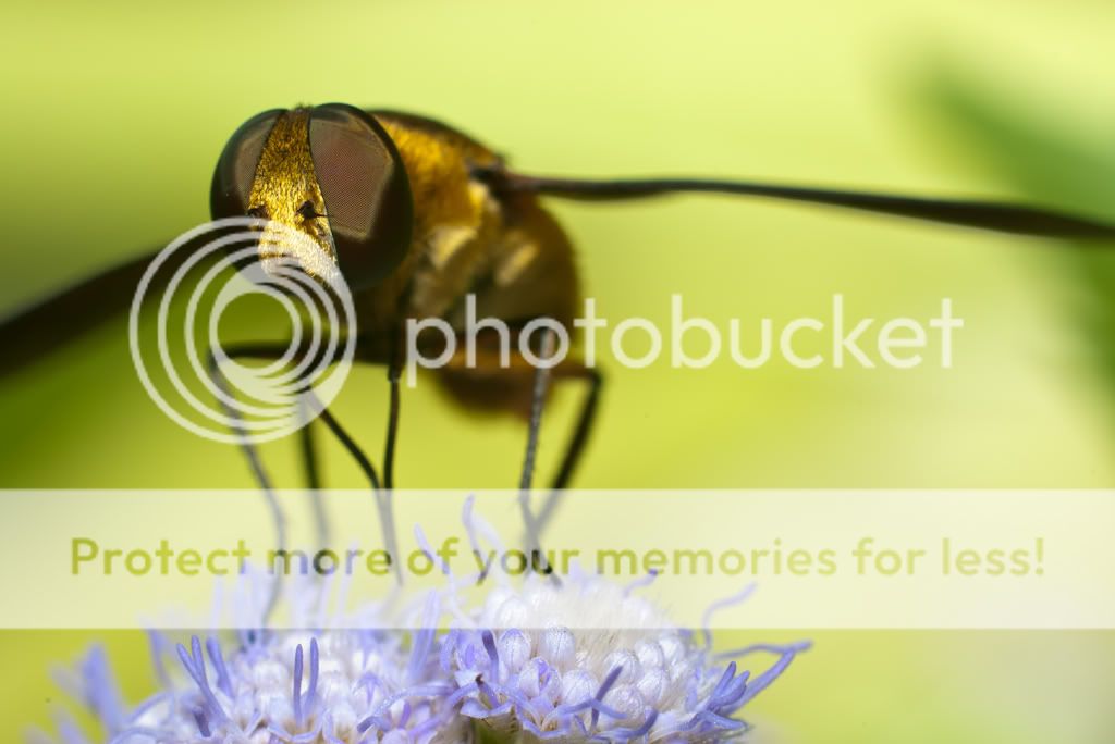 A bee or fly? - PentaxForums.com